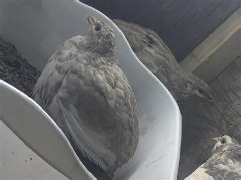 Potential Egg Binding Shes Active When The Cage Id Open But Otherwise Doesnt Move Much Her