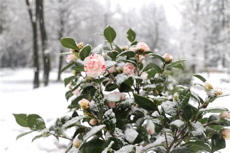 ზუგდი ზუგდიდის ბოტანიკური ბაღი Zugdidi Botanical Garden