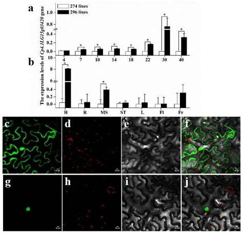 Expression Pattern Comparisons Of Cp41lg15g03420 Between Lines 274 And Download Scientific