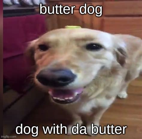 Butter Dog Dog With Da Butter Butter Dog Dog With Da Butter Imgflip