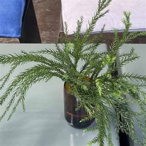 도르 Dore 소창 순면 Dorerecord • Threads Say More