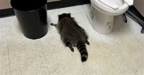 Viral Raccoon Caught Raiding Liquor Store Before Passing Out In