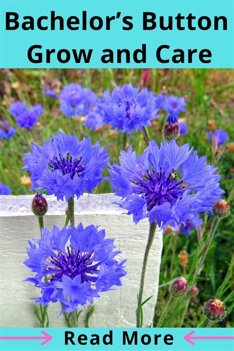 How To Grow Bachelor Buttons 5 Tips For Growing Cornflowers Artofit
