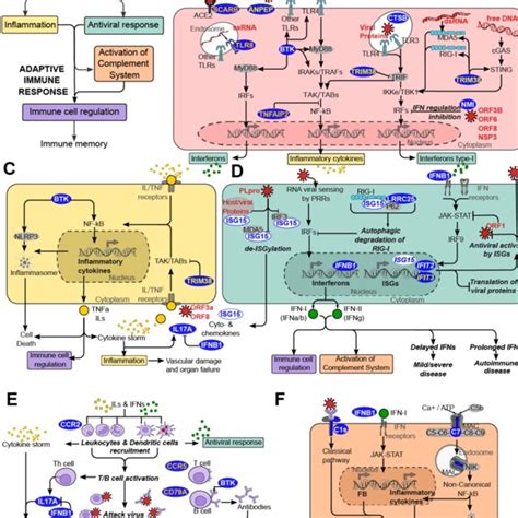 Genes Under Selection Are Involved In Immune Responses During Viral
