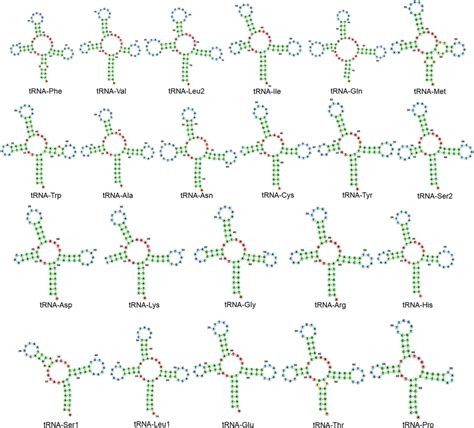 Secondary Structure Of The 22 Trna Genes Present In The Mitochondrial Download Scientific