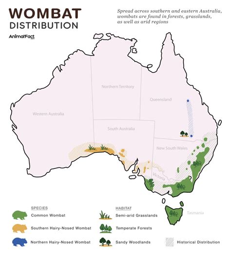 Wombat Types Size Habitat Diet Lifespan Predators And Pictures