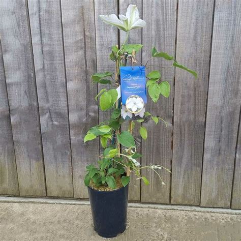 Raymond Evison Clematis Guernsey Flute Garden Climber