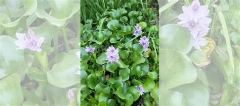 Водный гиацинт купить в Иноземцево кп | Товары для дома и дачи | Авито