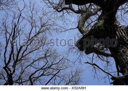 Deciduous Trees Without Leaves In The Winter On The Ground Is Snow Stock Photo 133755942 Alamy