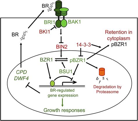 An Essential Role For 14 3 3 Proteins In Brassinosteroid Signal
