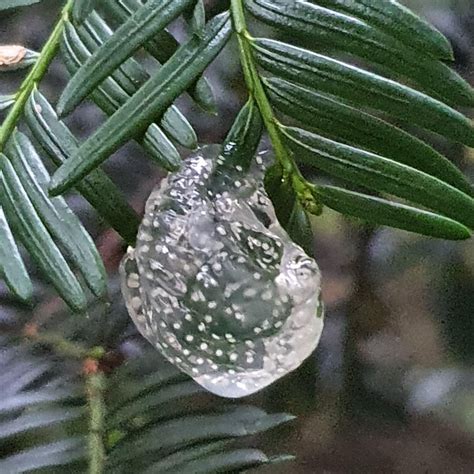Is This A Slimemold Gelatinous Blob 2 Cm Ish With White Specs Inside