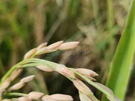 Rice Or Oryza Sativa Commonly Known As Asian Rice Stock Image Image Of Rice Field 259074783