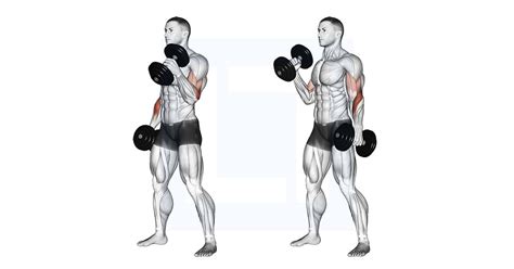 Supinating Dumbbell Curls On Ball