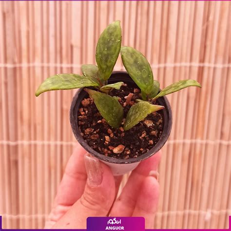 آشیانتوس گلدان سایز 6 انگور