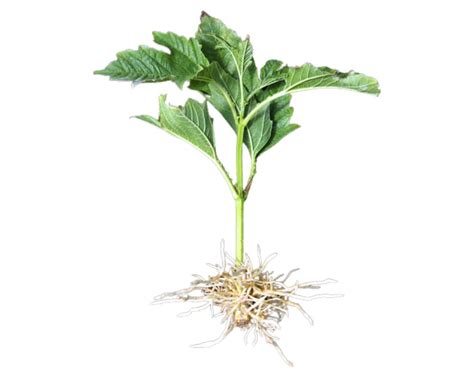 Taproot And Adventitious Root The Best 6 Amazing Difference