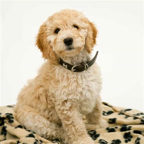 13 Cockapoo Coat Colors Pictures Doggie Hq