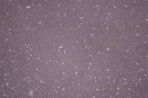 如何判断细胞是否污染 知乎