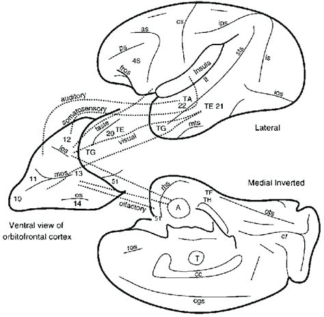 Schematic Diagram Showing Some Of The Gustatory Olfactory Visual And