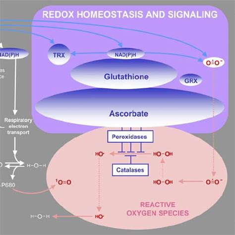 Pdf Redox Homeostasis And Antioxidant Signaling A Metabolic