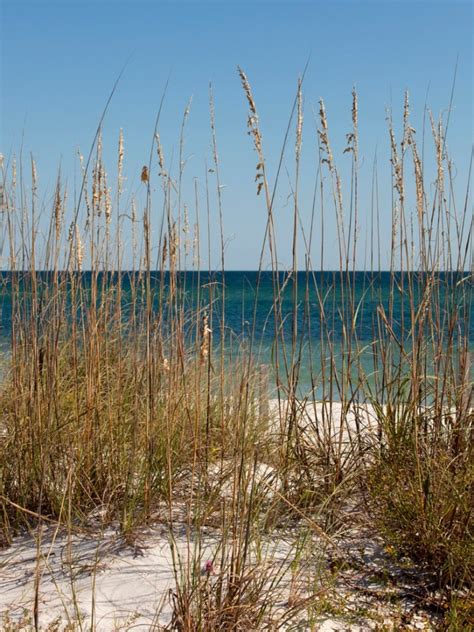 Beachgrass For Landscaping Learn About Growing Beachgrass Gardening Know How