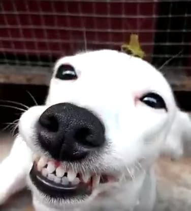 Cão Sorriso E Em Cima Bicho Gafanhoso Imagens De Cachorro Fotos De
