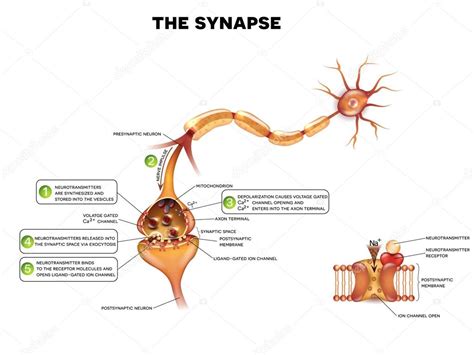Neuron Diagram Synapse