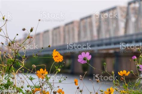 요도가와 강을 가로지르는 철도 교량과 다양한 색상의 코스모스 플라워 0명에 대한 스톡 사진 및 기타 이미지 0명 10월 간사이 지역 Istock