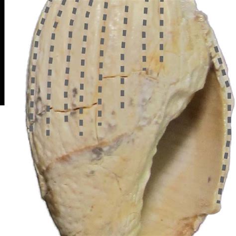 Pdf Carbon And Oxygen Isotope Composition Of Early Holocene Olivella Shell Beads From The