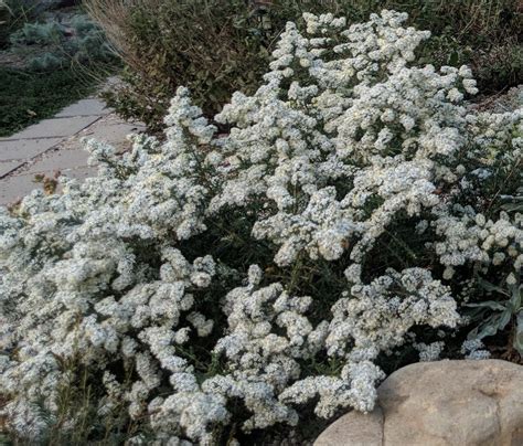 Heath Aster Restorative Landscape Design Using Native Plants And Permaculture Principals