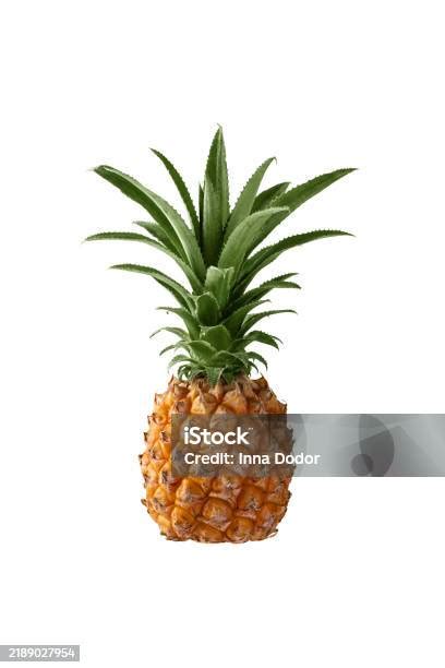 미니 Chiangrai Phulae 파인애플 과일은 디자인을 위해 흰색 배경에 격리되어 있습니다 미니 태국 주제 파인애플 과일 클로즈업 0명에 대한 스톡 사진 및 기타