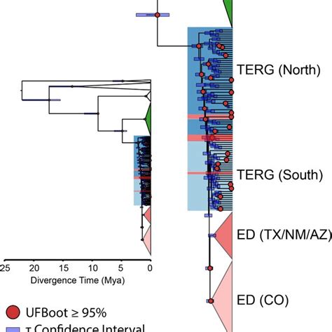 Sistrurus Molecular Clock With Phylogeny Inferred Using The