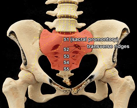 Sacral Stress Fracture Exercises At Barbara Padgett Blog