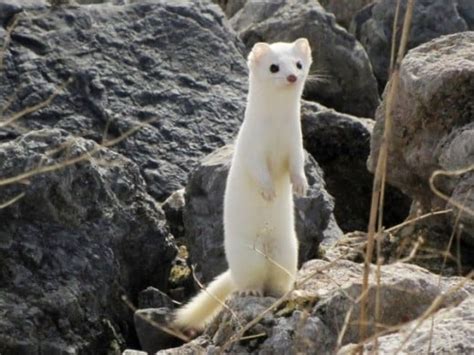 The Japanese Stoat Mustela Erminea Nippon Is A Subspecies Of Stoat