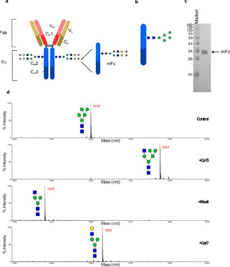 Immobilised Enzyme Cascade On A Monomeric Antibody Fragment Mfc A