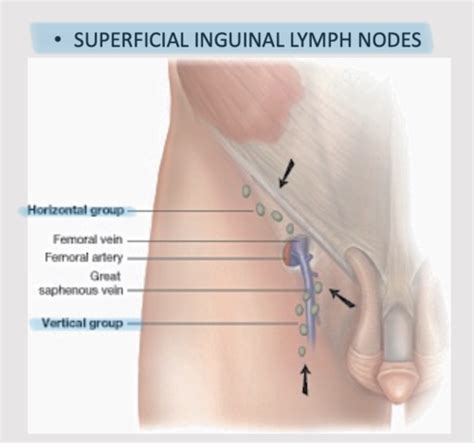 H PE Peripheral Vascular System Flashcards Quizlet