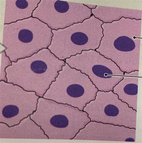 Simple Squamous Epithelium Diagram Quizlet