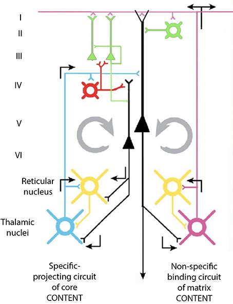 Diagram Of The Proposed Cortico Thalamo Cortical Reverberating Circuit Download Scientific Diagram Of The Proposed Cortico Thalamo Cortical Reverberating Circuit Download Scientific