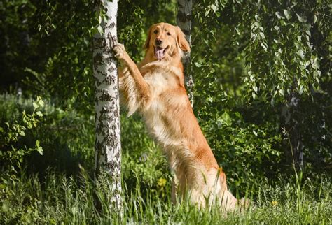 Hovawart Honden Ras Karakter Levensduur And Prijs Puppyplaats
