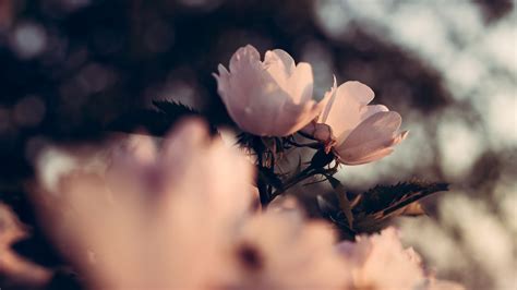 배경 화면 햇빛 500px 꽃들 자연 사진술 분기 데니스 페트 로프 봄 시즌 플로라 꽃잎 육상 식물 꽃 피는 식물 닫다 매크로 사진