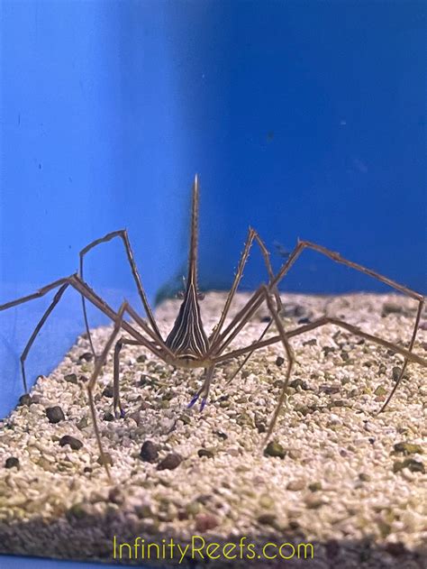 Arrow Crab Infinity Reefs