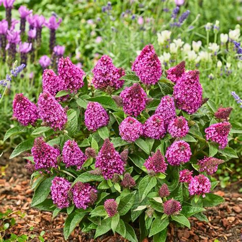 Tennessees Best Native Plants Tn Nursery