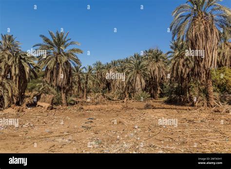 Palm Grove In Mut Town In Dakhla Oasis Egypt Stock Photo Alamy