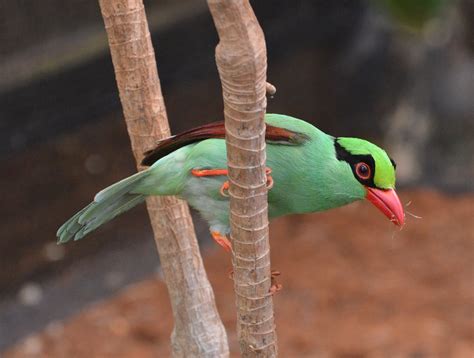 57 Javan Green Magpie Cissa Thalassina Java Wildlife Winter