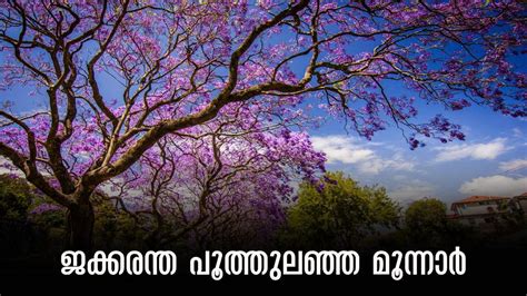 Jacaranda In Munnar The Exam Tree Blossom Attractions And Where To See It പച്ചപ്പിനു നടുവിലെ