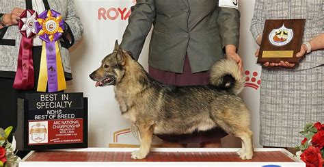 Swedish Vallhund Cross