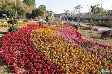 深圳春天赏花景点 深圳赏花景点介绍 赏花景点 大山谷图库