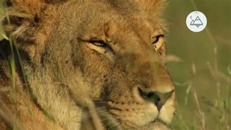 Королева леопардов 2 серия Неуловимая охотница Youtube