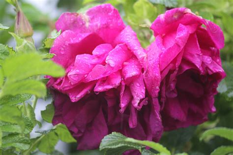 비이 슬에 꽃 정원에서 성장 물방울과 보라색 장미 꽃의 이미지 향기로운 보라색 장미 꽃 봉 오리 흐린 원 예 배경 꽃 발렌타인