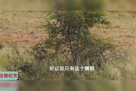 小水牛没能帮助母水牛逃脱狮子的狩猎，非洲动物世界！水牛狮子动物