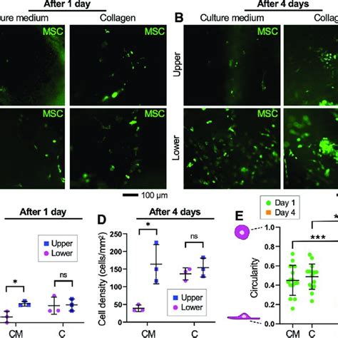 Proliferation Of Seeded Mscs On The De Epithelialized Rat Tracheal
